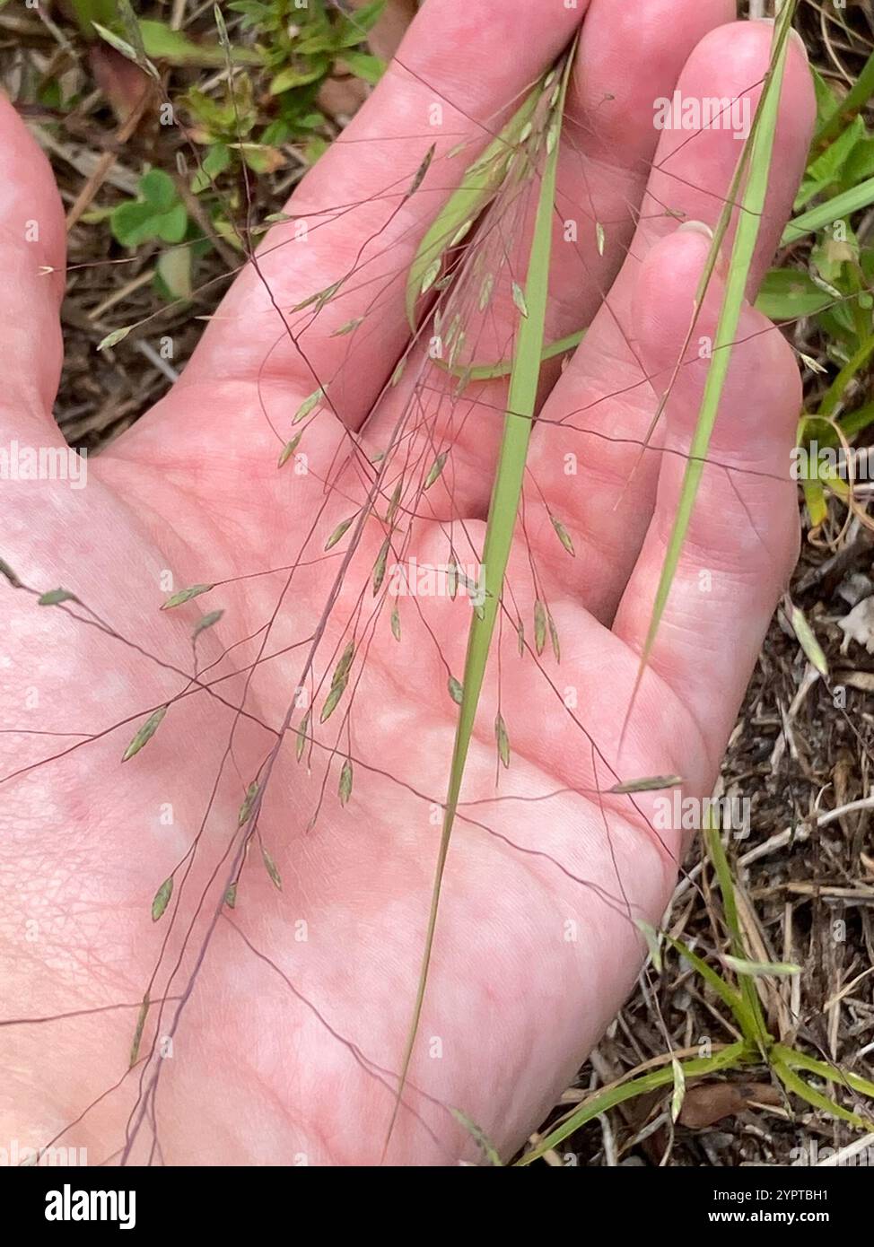 Elliott's lovegrass (Eragrostis elliottii Stock Photo - Alamy