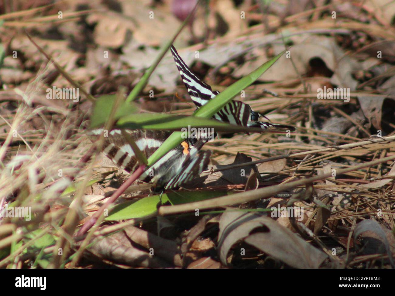 Zebra Swallowtail (Eurytides marcellus Stock Photo - Alamy
