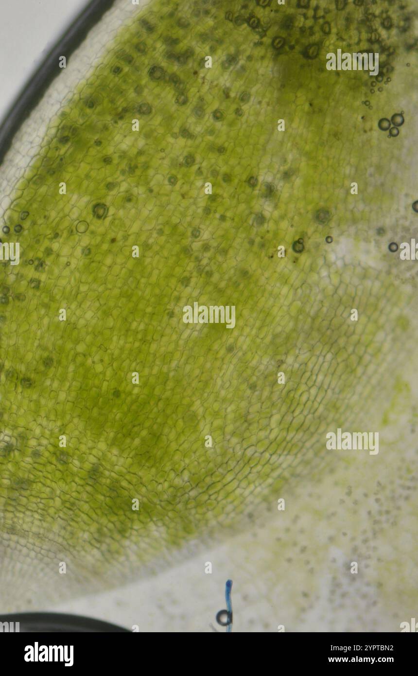 common bladder moss (Physcomitrium pyriforme Stock Photo - Alamy