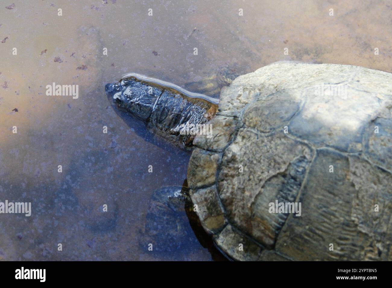 Turtles and Tortoises (Testudines Stock Photo - Alamy