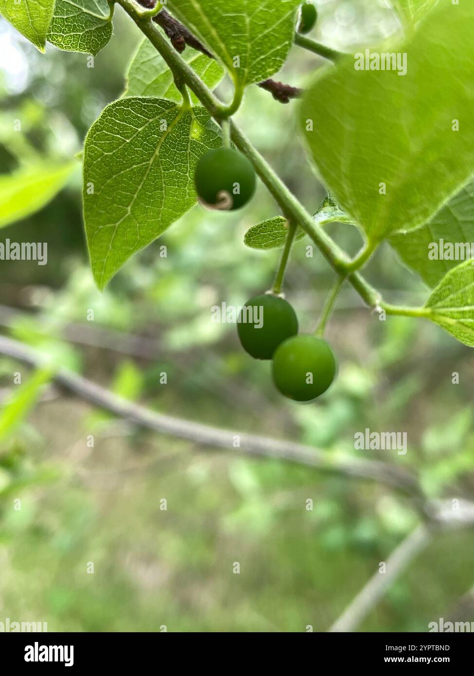 netleaf hackberry (Celtis reticulata Stock Photo - Alamy