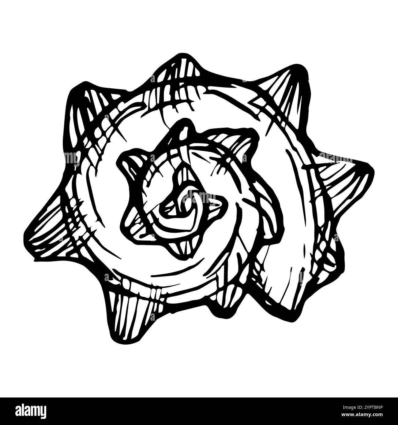 Line Art Illustration of Shell. Vector Seashells in Black and White ...