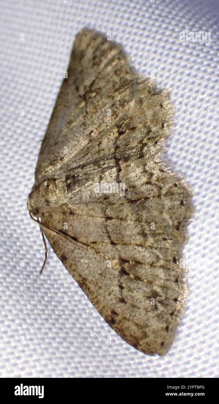 Small Engrailed (Ectropis crepuscularia Stock Photo - Alamy