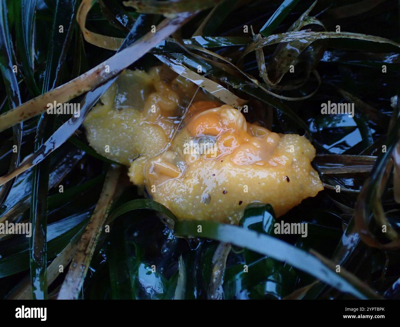 Doris montereyensis hi-res stock photography and images - Alamy
