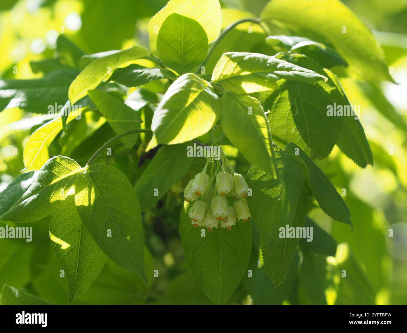 American bladdernut hi-res stock photography and images - Alamy