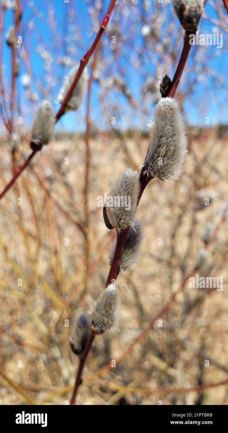 pussy willow (Salix discolor Stock Photo - Alamy