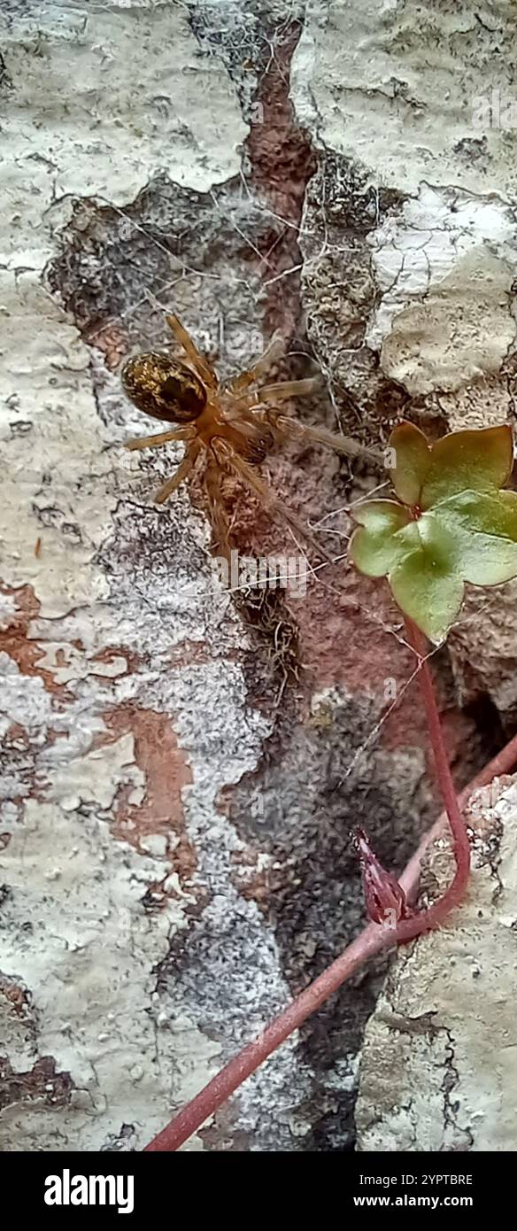 Lace web spiders (Amaurobius Stock Photo - Alamy