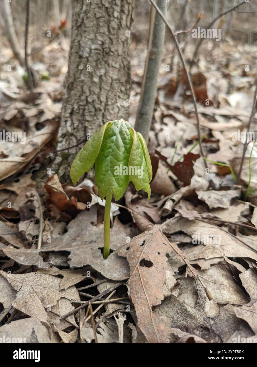 mayapple (Podophyllum peltatum Stock Photo - Alamy