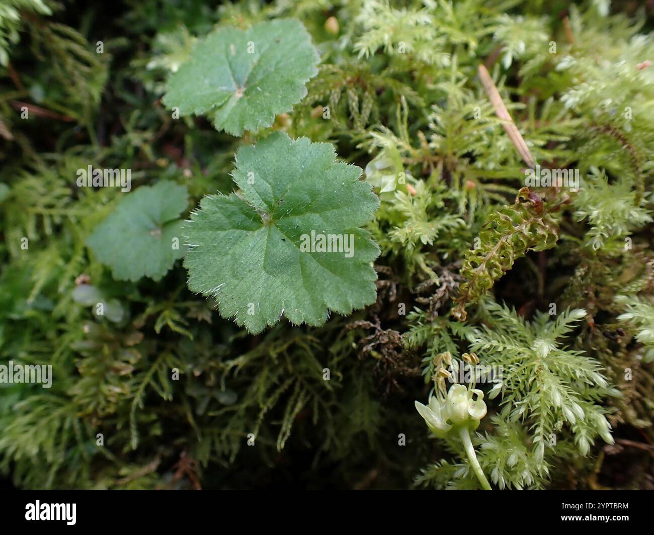 fringe cups (Tellima grandiflora Stock Photo - Alamy
