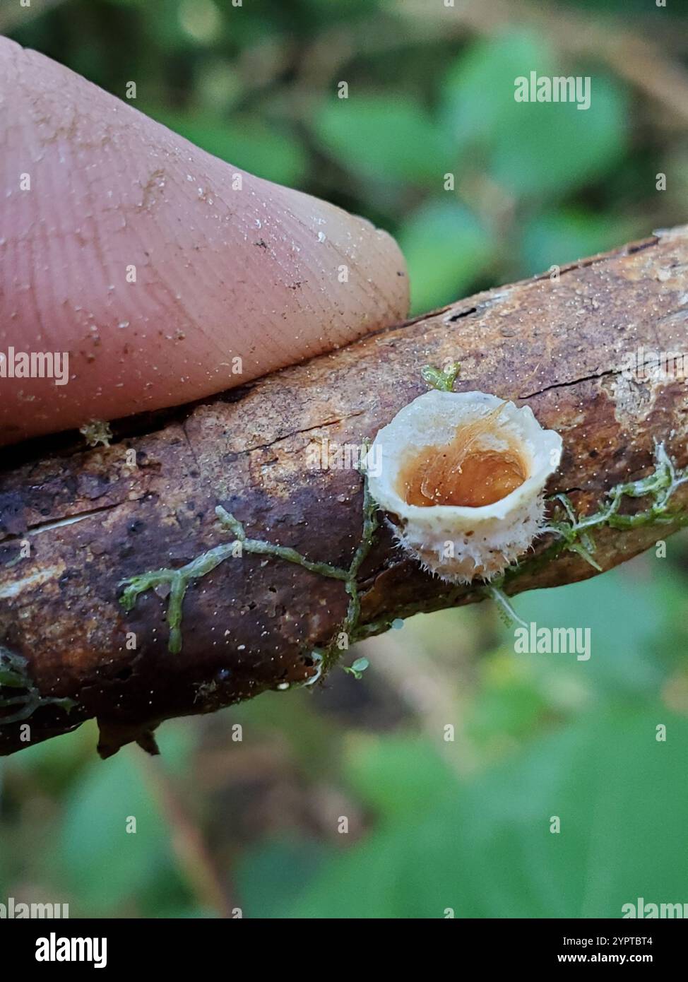 woolly bird's nest fungus (Nidula niveotomentosa Stock Photo - Alamy