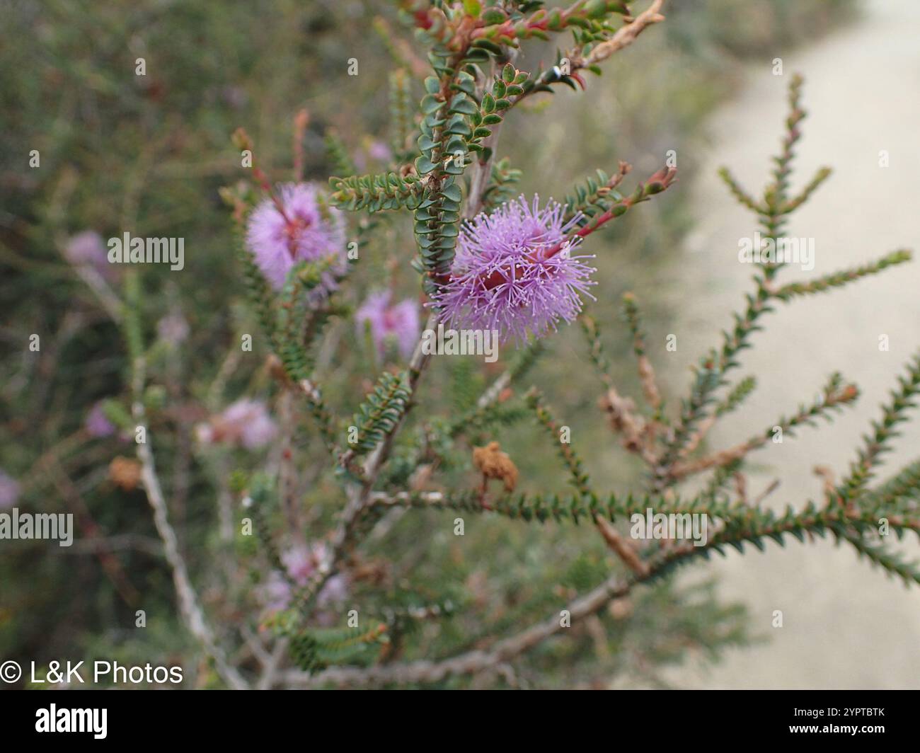 Melaleuca squamea hi-res stock photography and images - Alamy