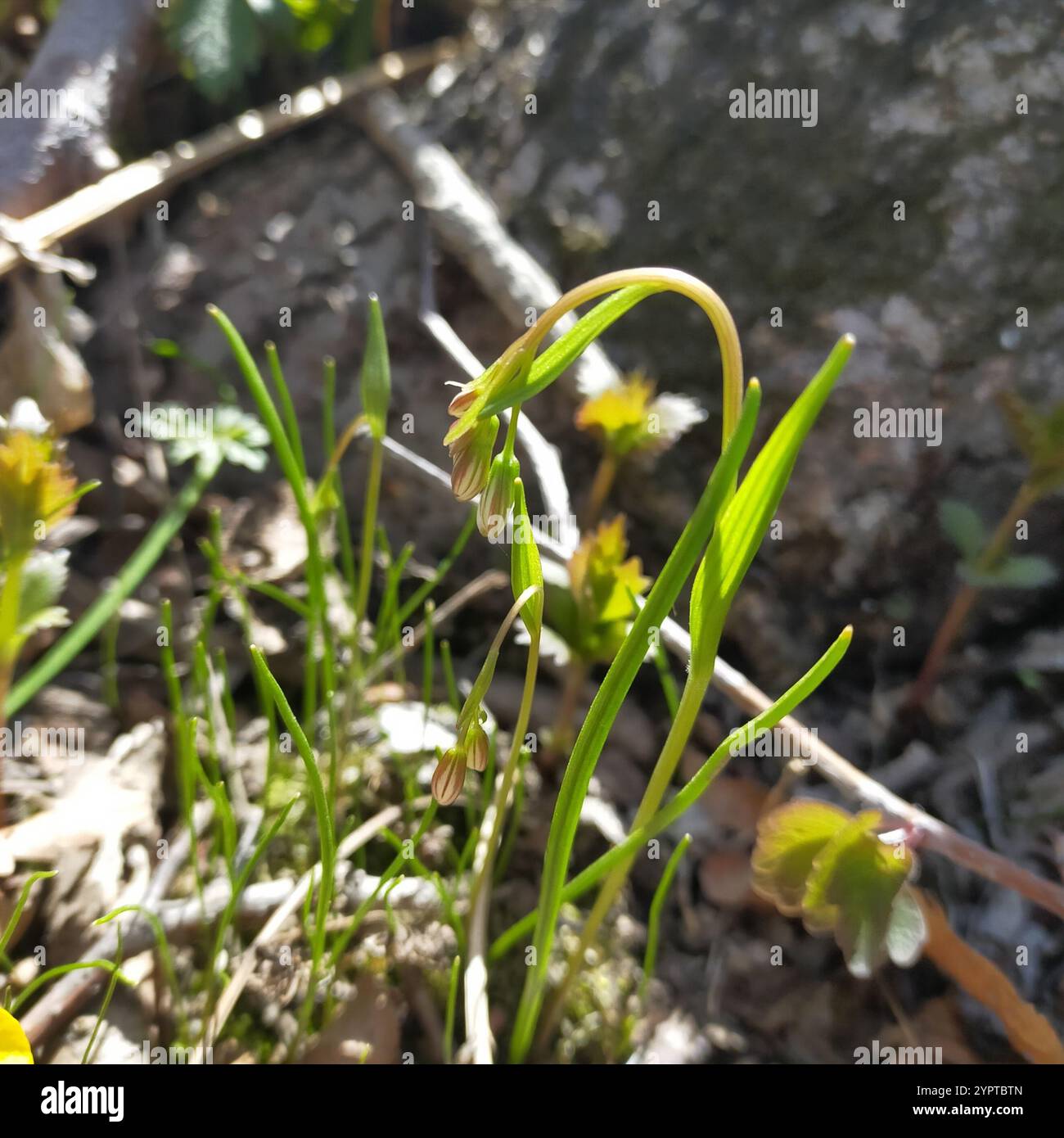 Tri-flower lloydia (Gagea triflora Stock Photo - Alamy
