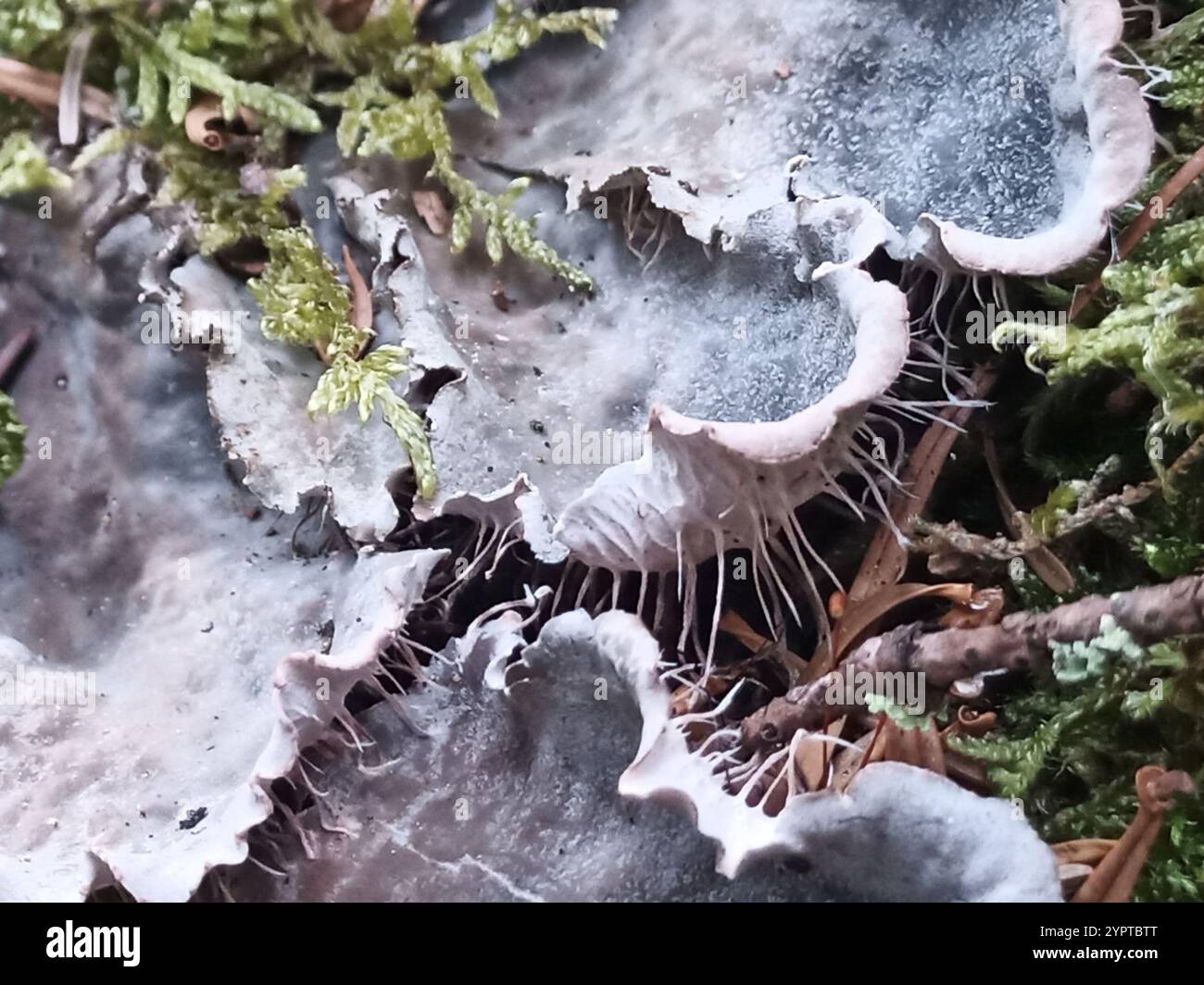 scaly pelt lichen (Peltigera praetextata Stock Photo - Alamy