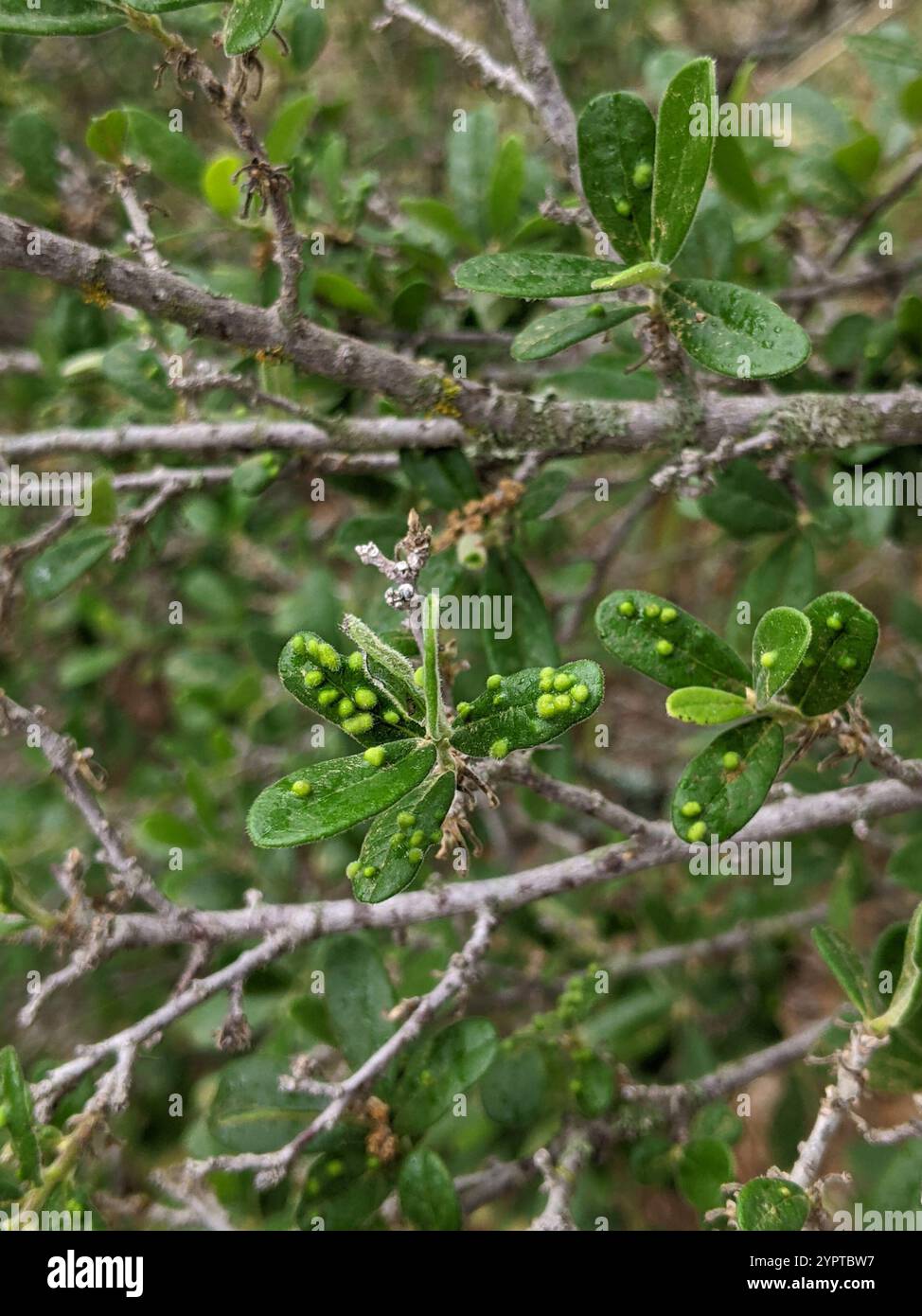 Gall and Rust Mites (Eriophyidae Stock Photo - Alamy