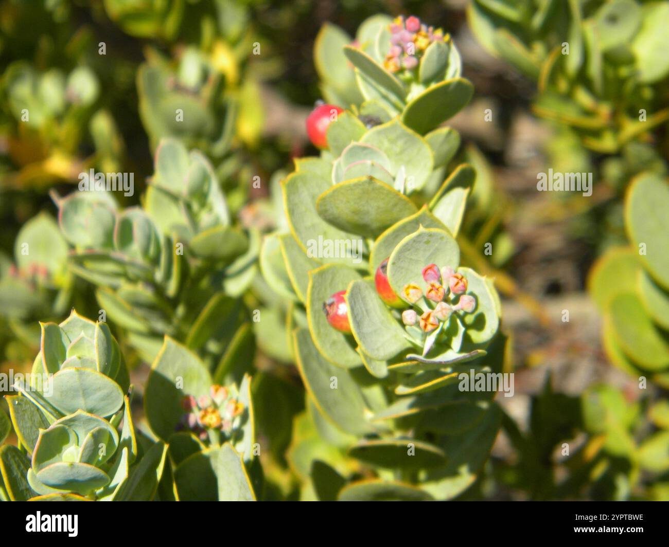 Cape Sumach (Colpoon compressum Stock Photo - Alamy