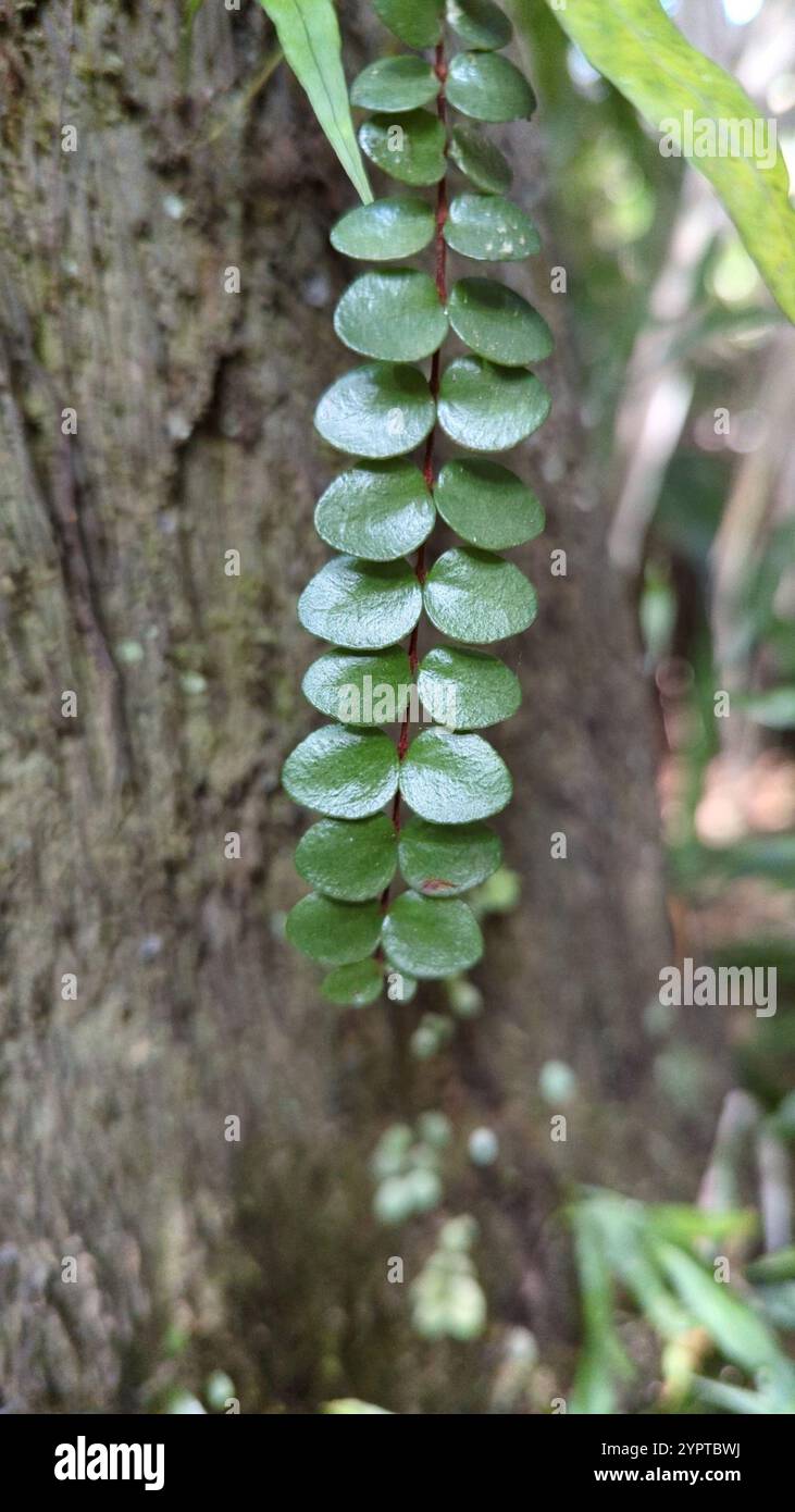 white climbing rātā (Metrosideros diffusa Stock Photo - Alamy