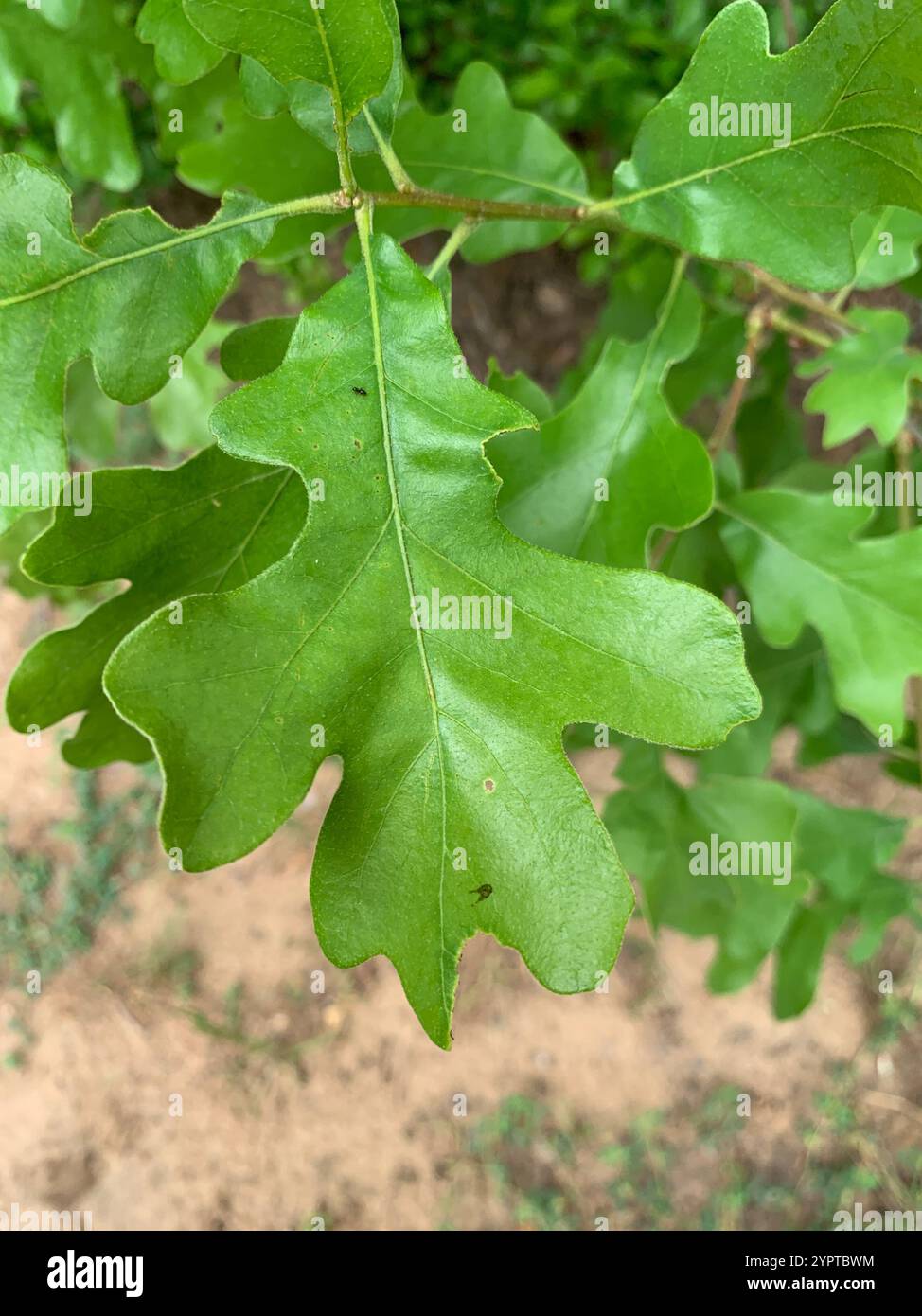 post oak (Quercus stellata Stock Photo - Alamy
