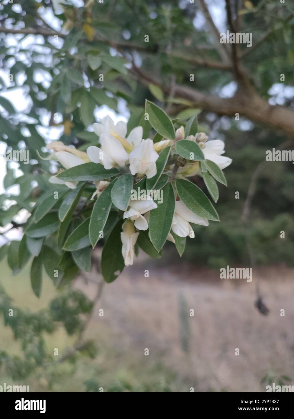 Tree lucerne (Chamaecytisus proliferus Stock Photo - Alamy
