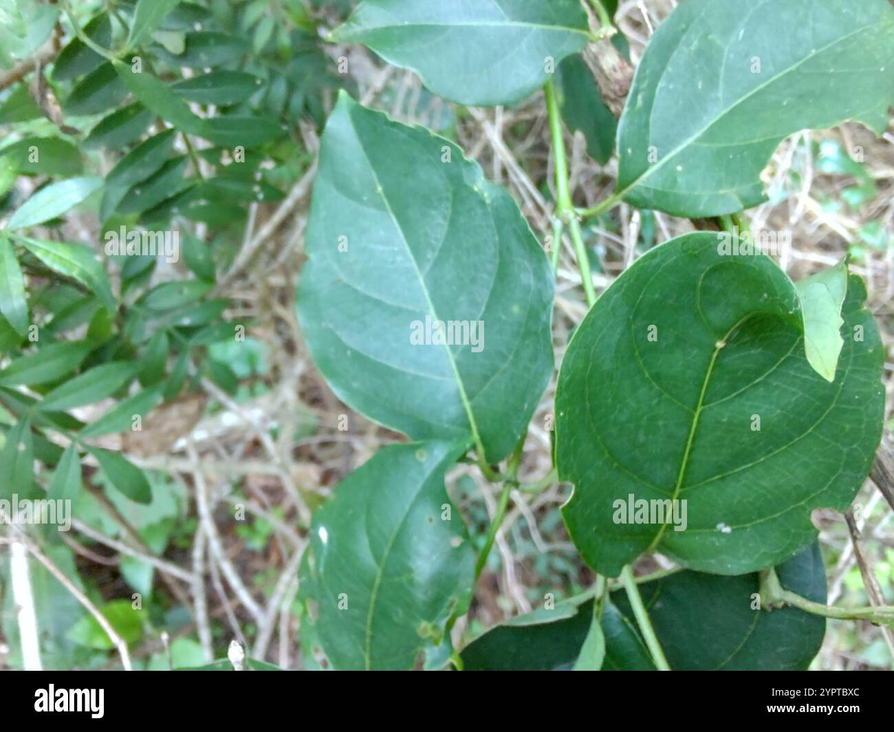 dogbane family (Apocynaceae Stock Photo - Alamy