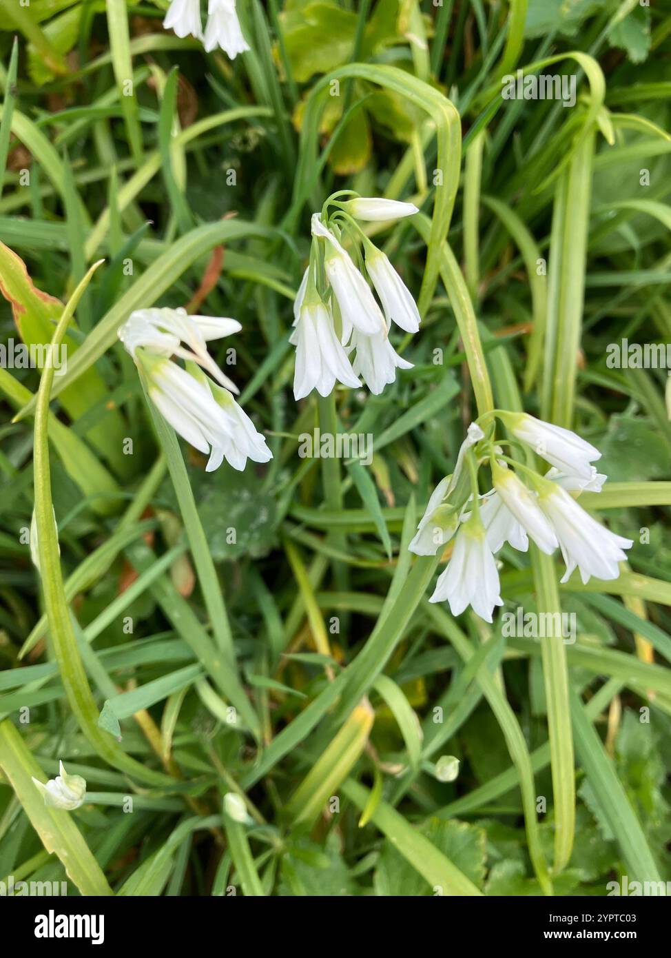 Three-cornered garlic (Allium triquetrum Stock Photo - Alamy