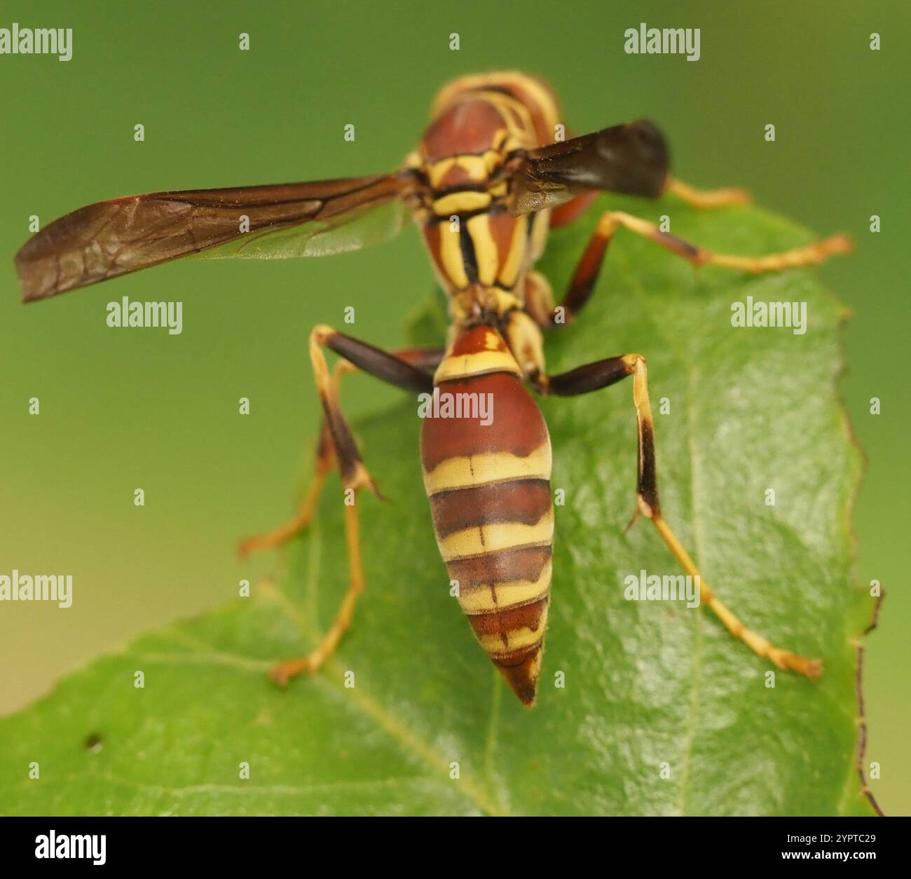 Guinea Paper Wasp (Polistes exclamans Stock Photo - Alamy