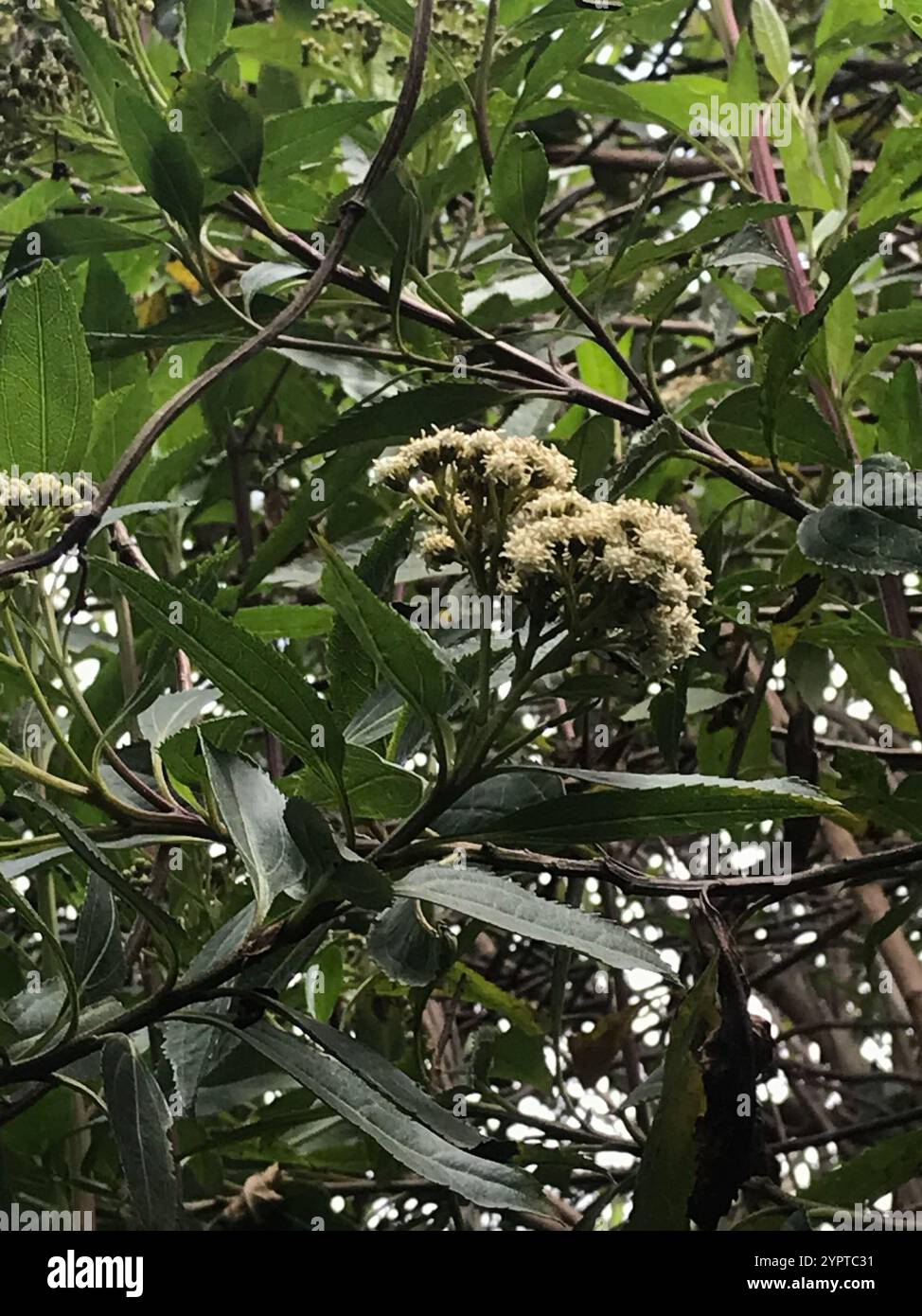 Chilca (Baccharis latifolia Stock Photo - Alamy