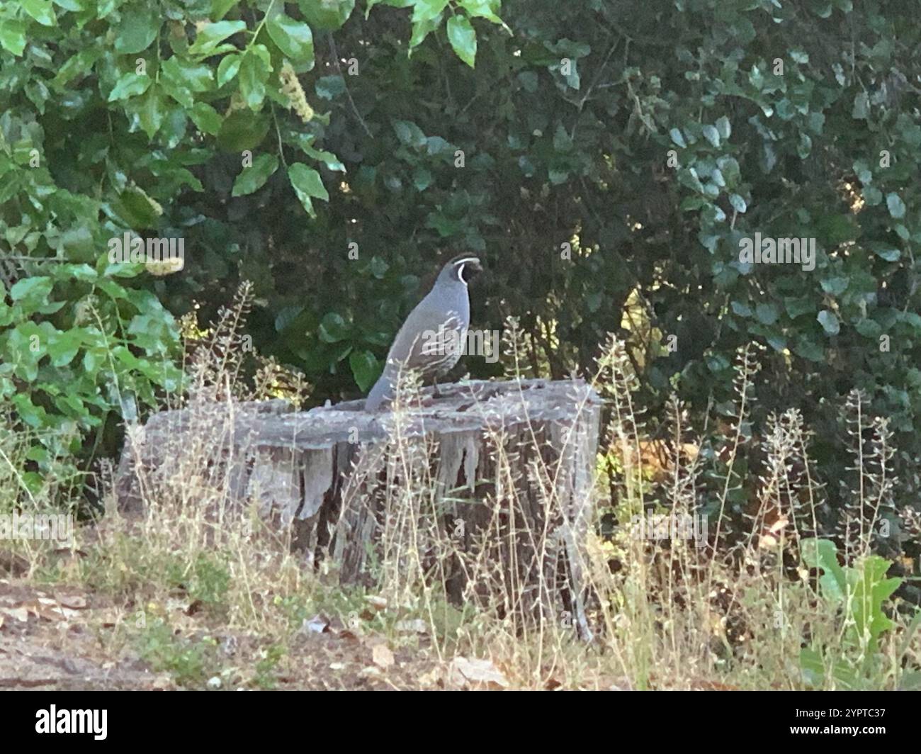 California Quail (Callipepla californica Stock Photo - Alamy