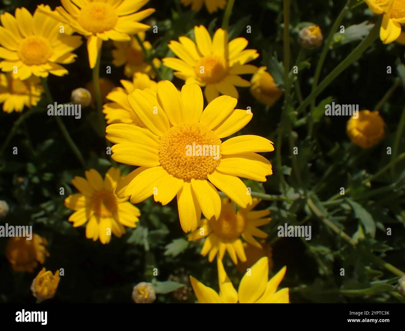 Corn Marigold (Glebionis segetum Stock Photo - Alamy