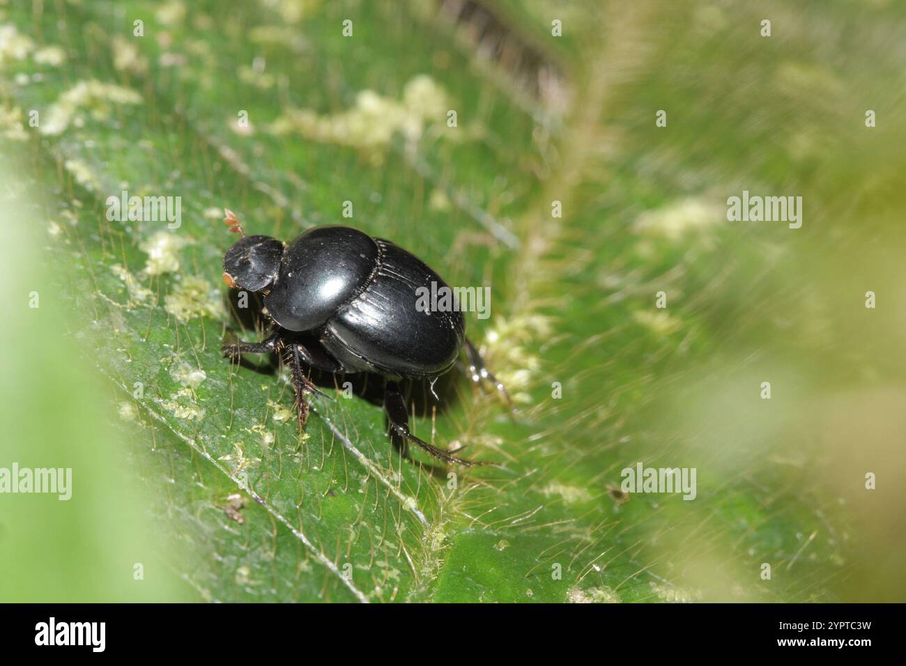 Dung Rollers (Canthon Stock Photo - Alamy