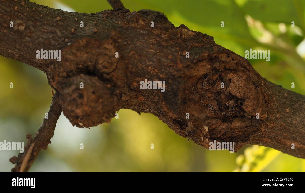 Southern Live Oak Stem Gall Wasp (Callirhytis quercusbatatoides Stock ...