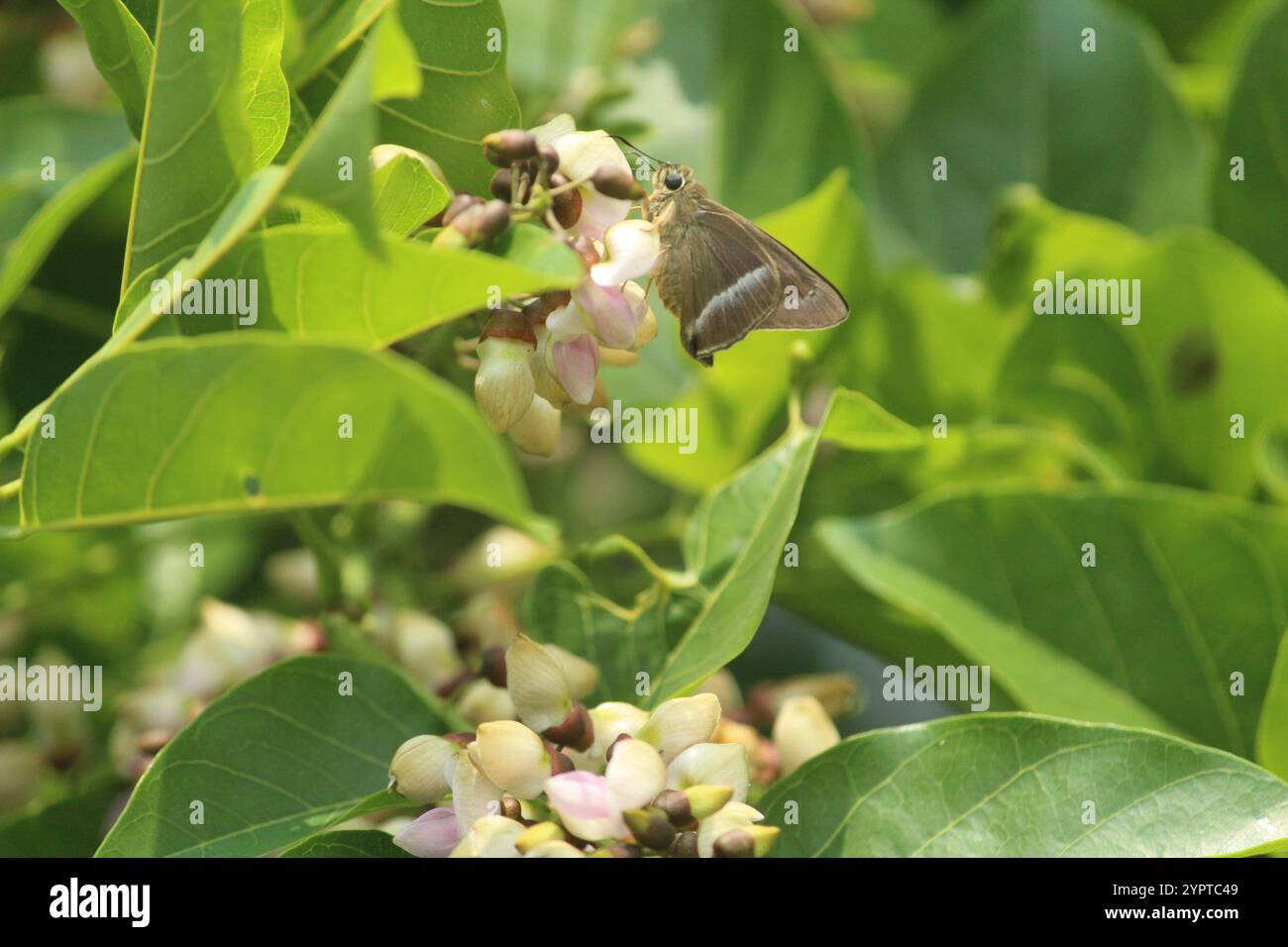 Common Banded Awl (Hasora chromus Stock Photo - Alamy