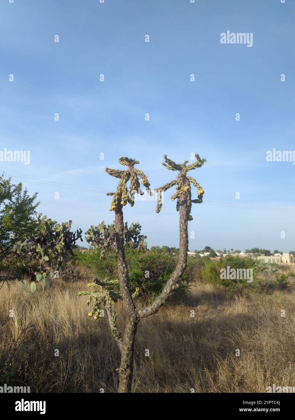 Northern Tree Cholla (Cylindropuntia imbricata imbricata Stock Photo ...