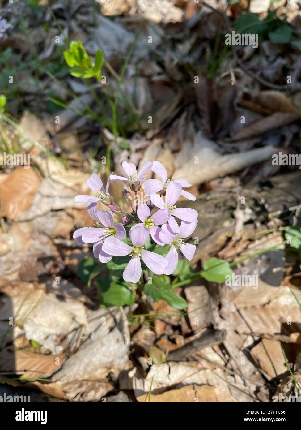 Purple Cress (Cardamine douglassii Stock Photo - Alamy
