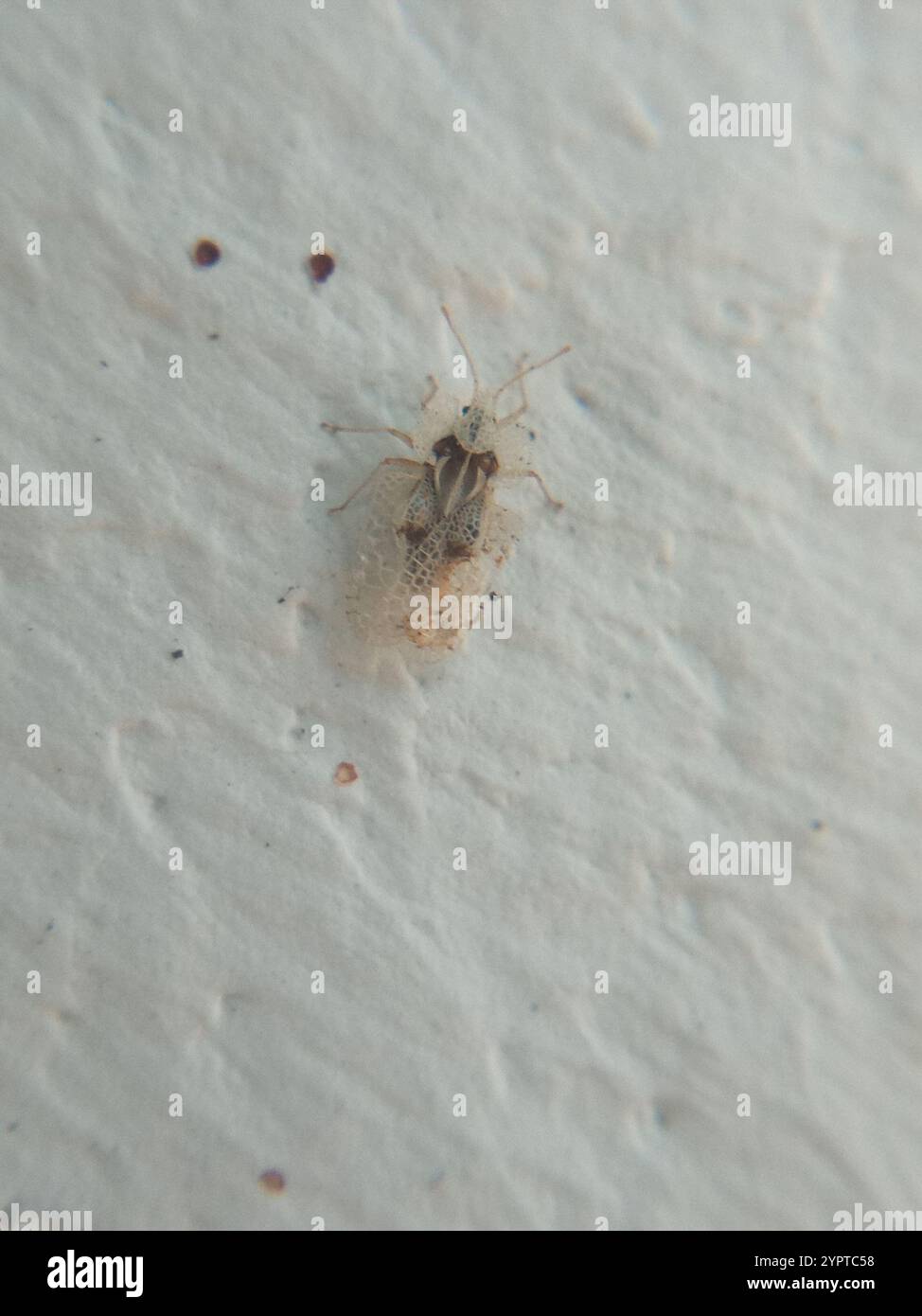 Eastern Sycamore Lace Bug (Corythucha ciliata Stock Photo - Alamy