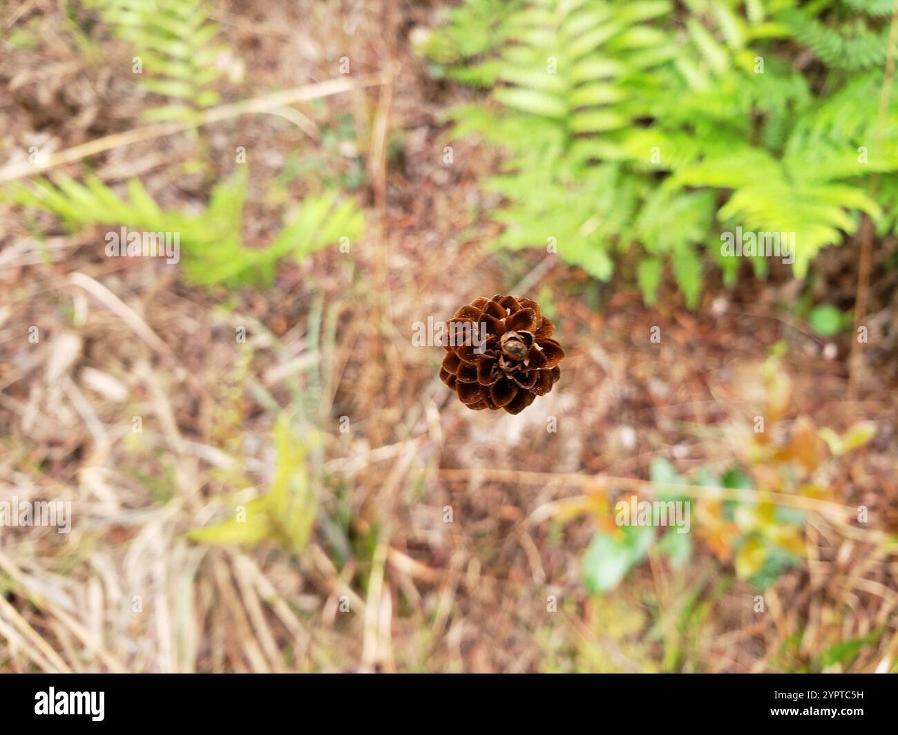 yellow-eyed grasses (Xyris Stock Photo - Alamy