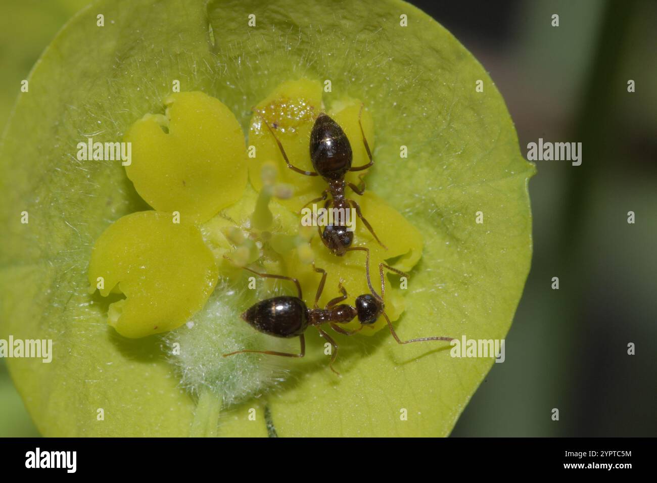 Eurasian Winter Ant (Prenolepis nitens Stock Photo - Alamy