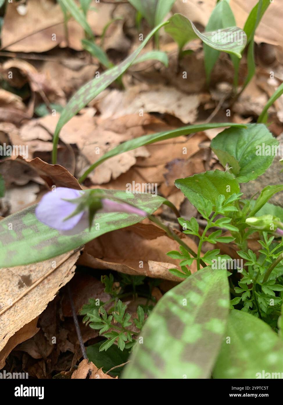 three-lobed violet (Viola palmata Stock Photo - Alamy