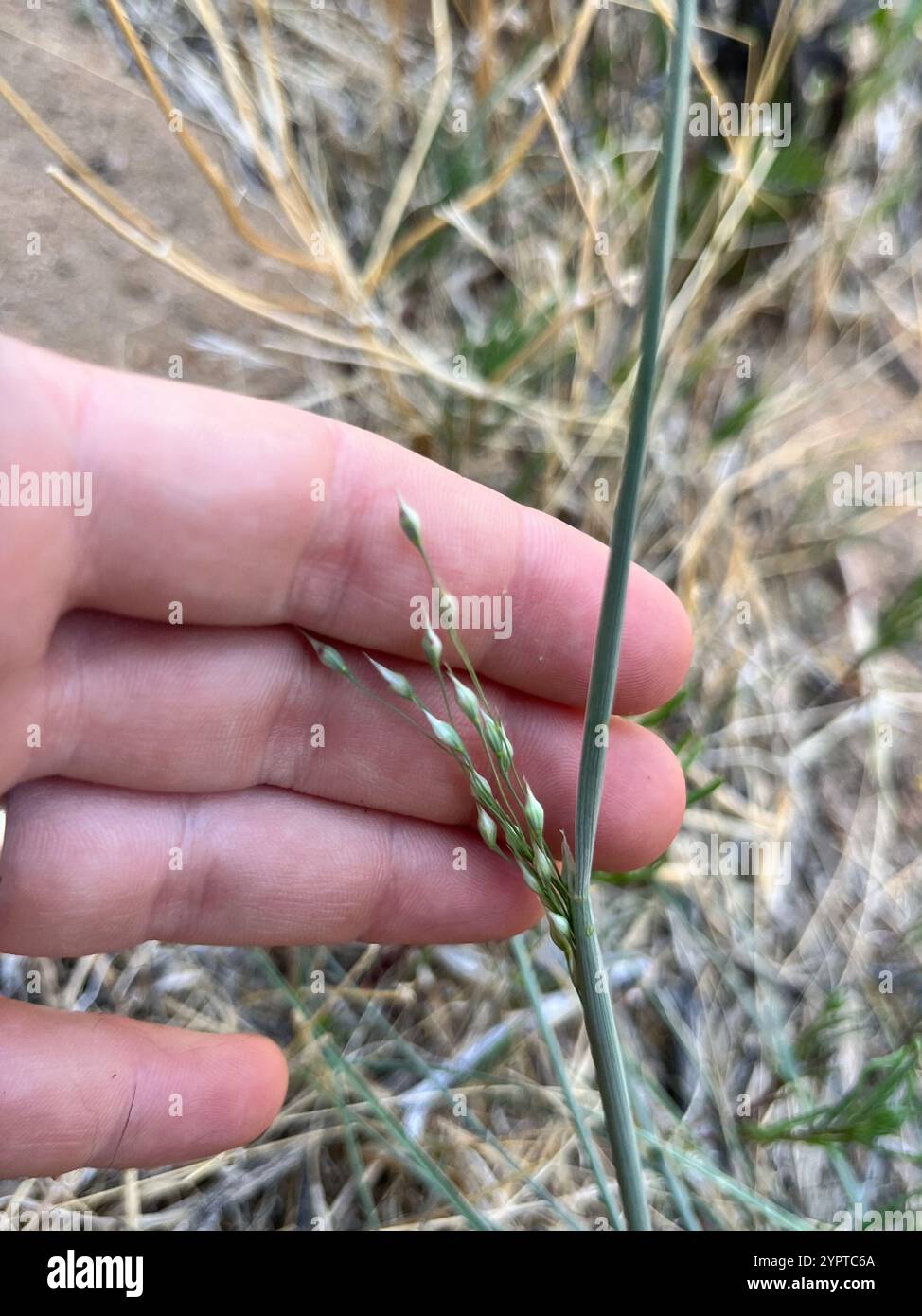 Sand Ricegrass (Eriocoma hymenoides Stock Photo - Alamy