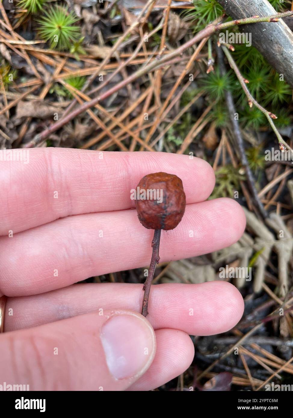 Blueberry Stem Gall Wasp (Hemadas nubilipennis Stock Photo - Alamy