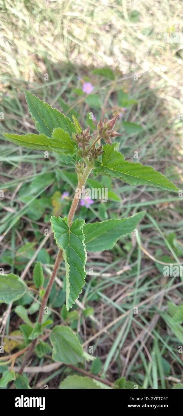 Pyramid Flower (Melochia pyramidata Stock Photo - Alamy