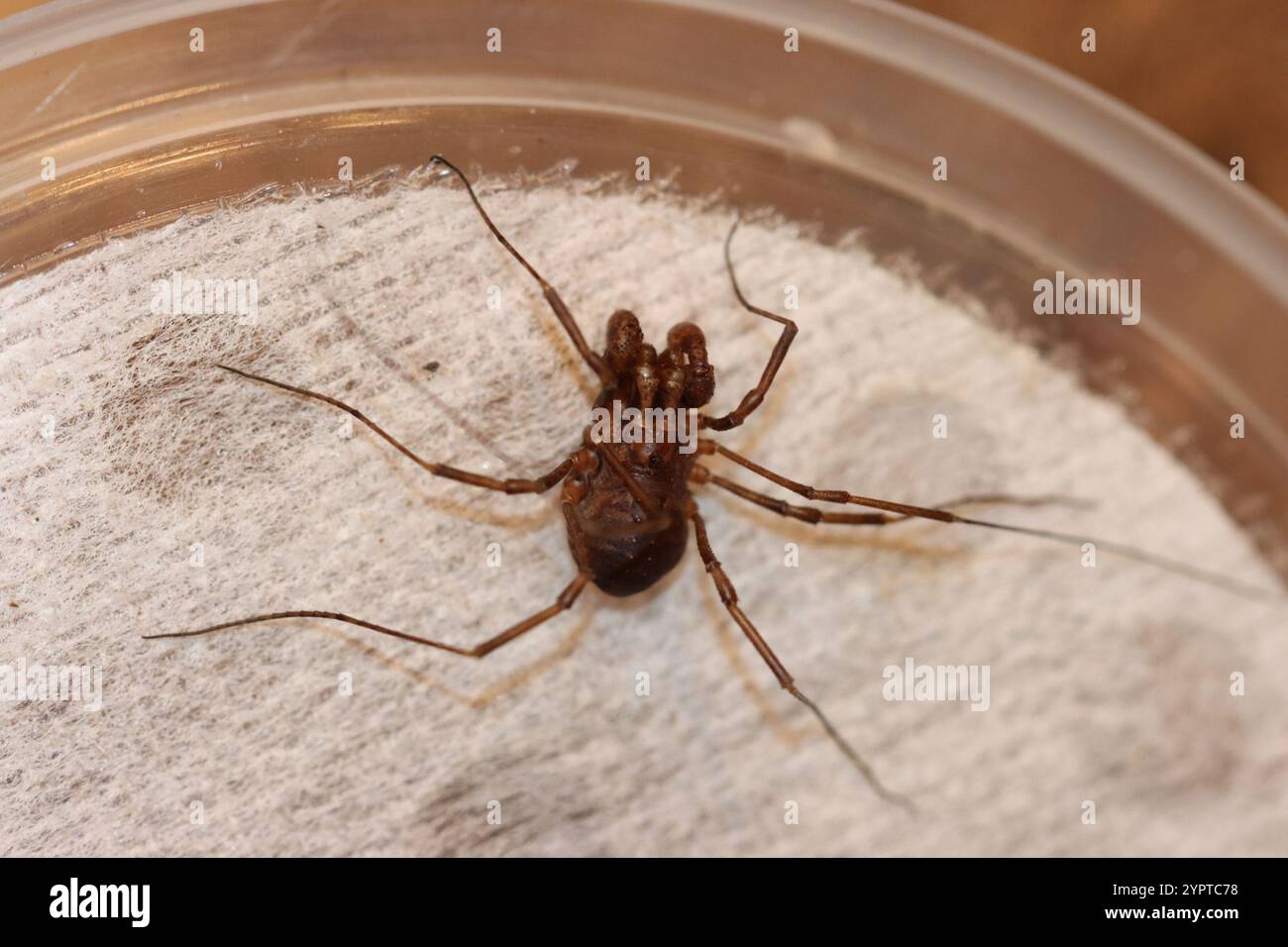 Protolophus hi-res stock photography and images - Alamy