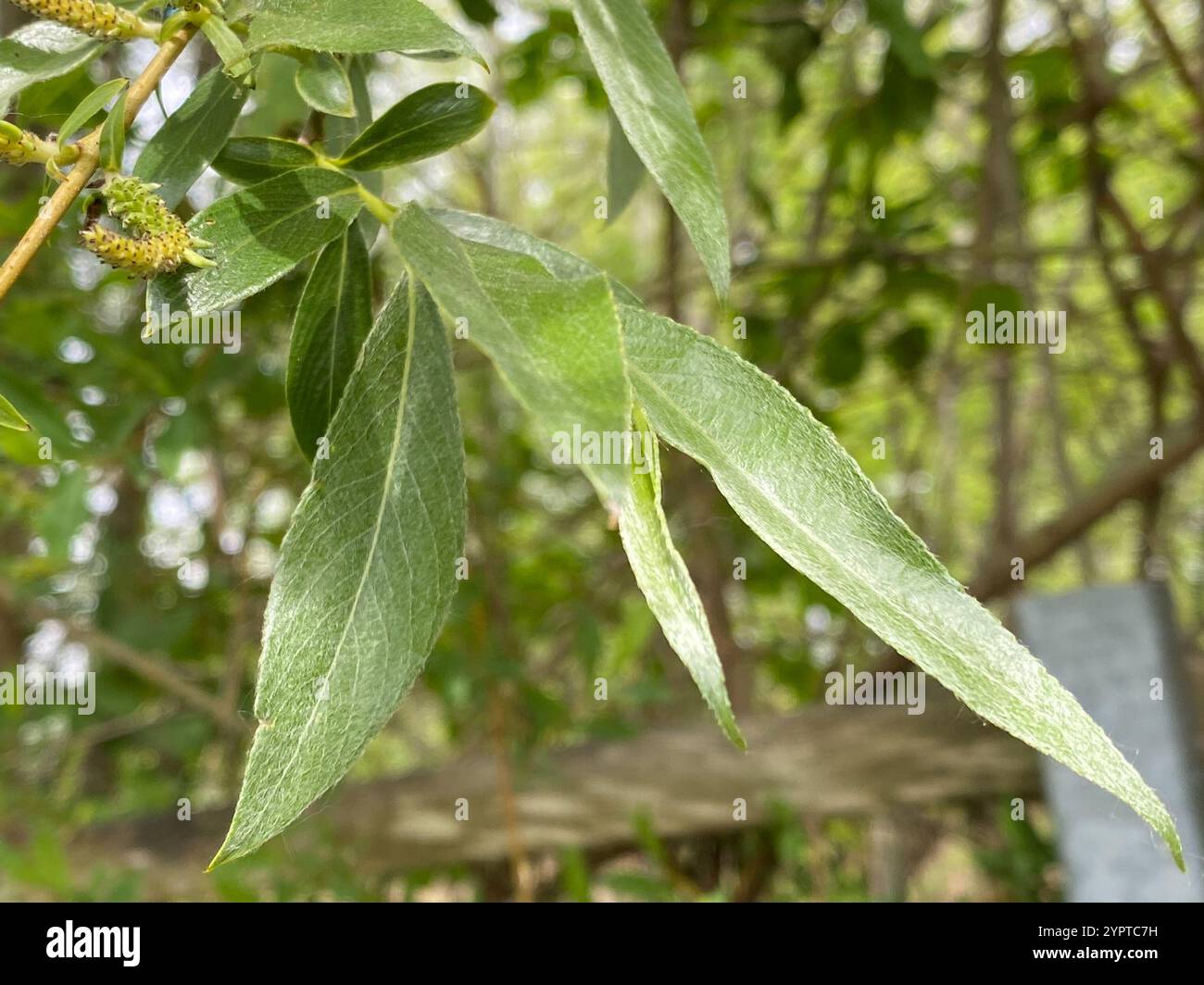 hybrid crack willow (Salix × fragilis Stock Photo - Alamy