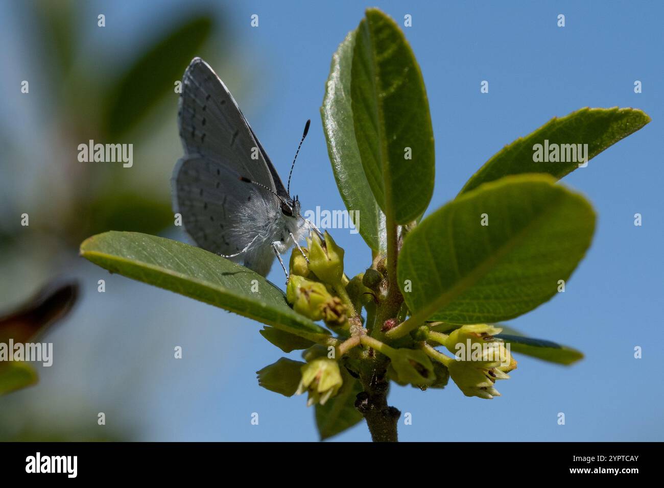 Echo Azure (Celastrina echo Stock Photo - Alamy