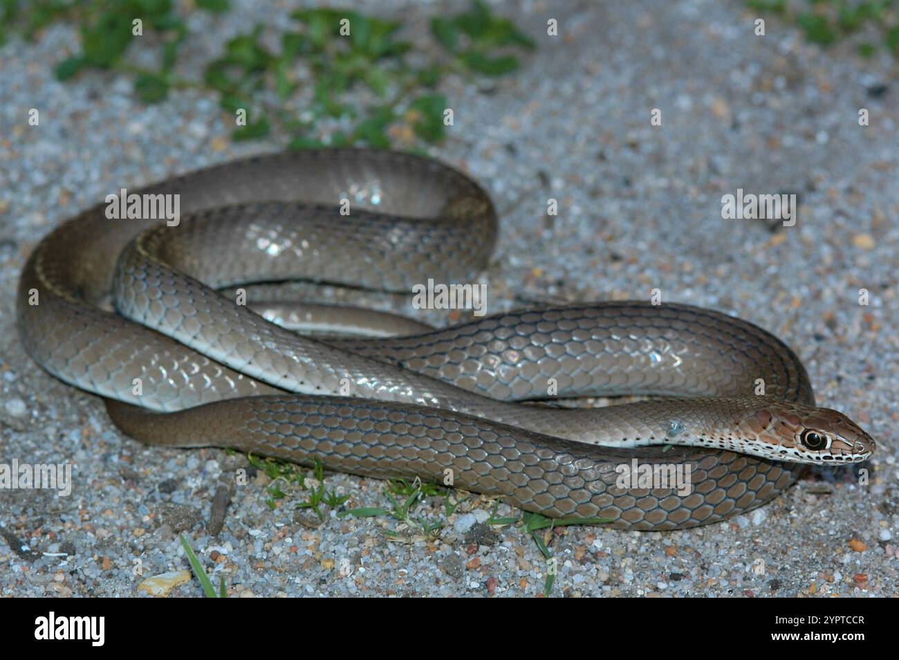 Olive Whip Snake (Psammophis mossambicus Stock Photo - Alamy