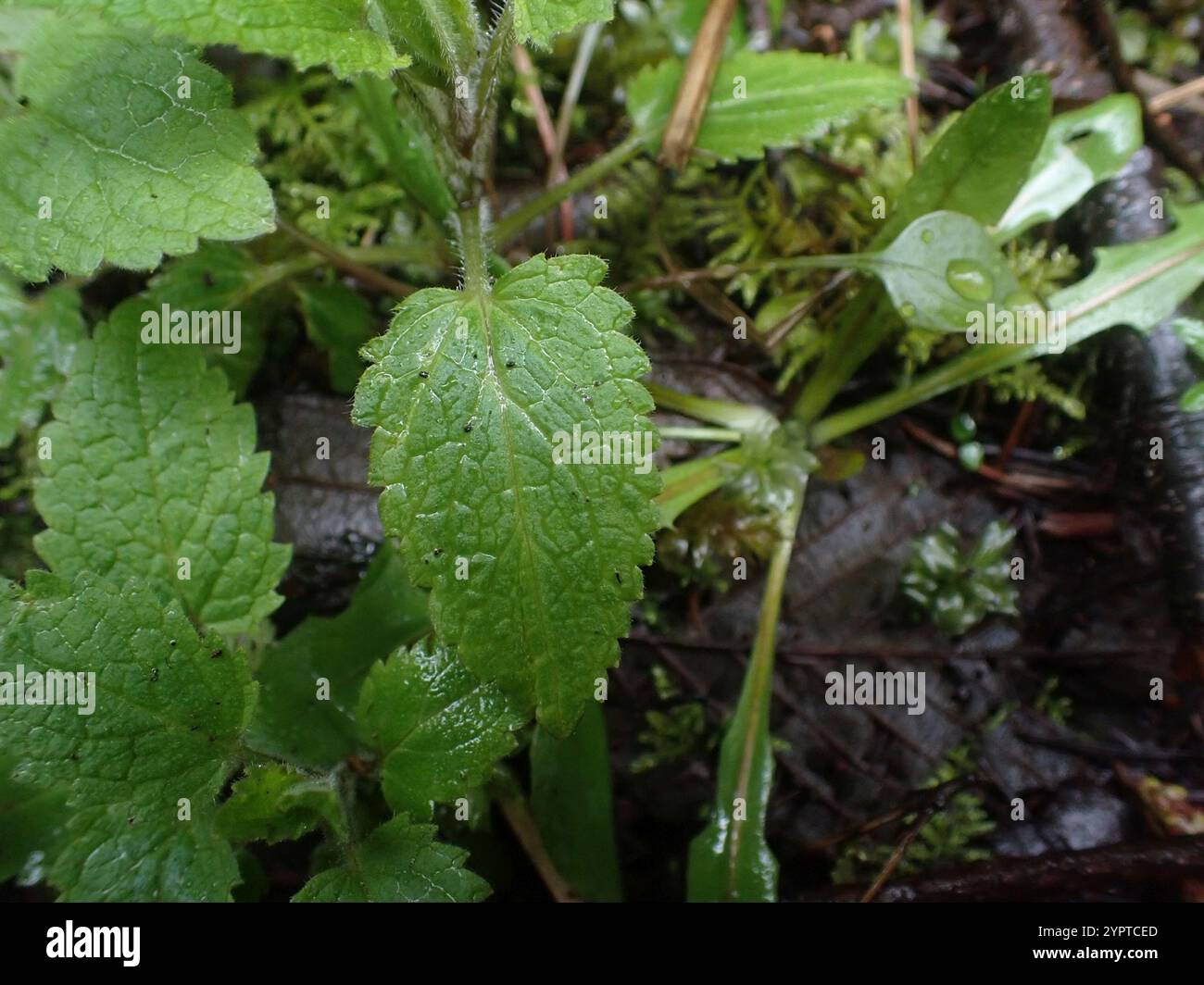 Coastal Hedge-nettle (Stachys chamissonis Stock Photo - Alamy
