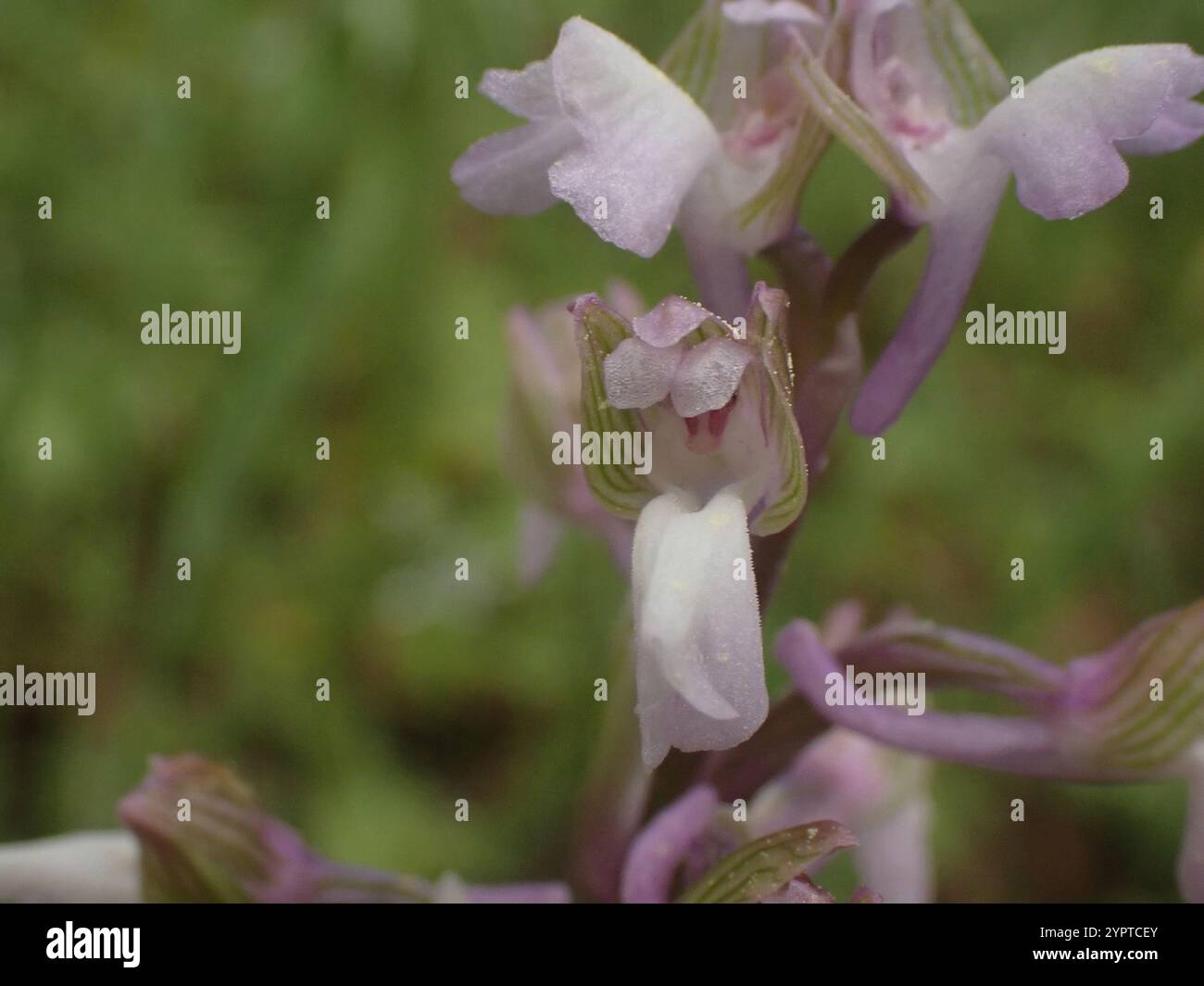Syrian Green-winged Orchid (Anacamptis morio syriaca Stock Photo - Alamy
