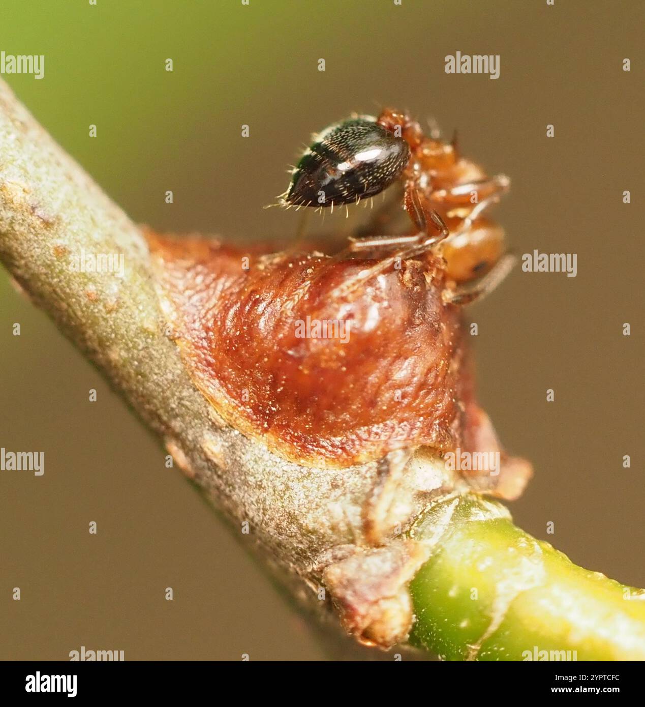 Shiny Acrobat Ant (Crematogaster laeviuscula Stock Photo - Alamy