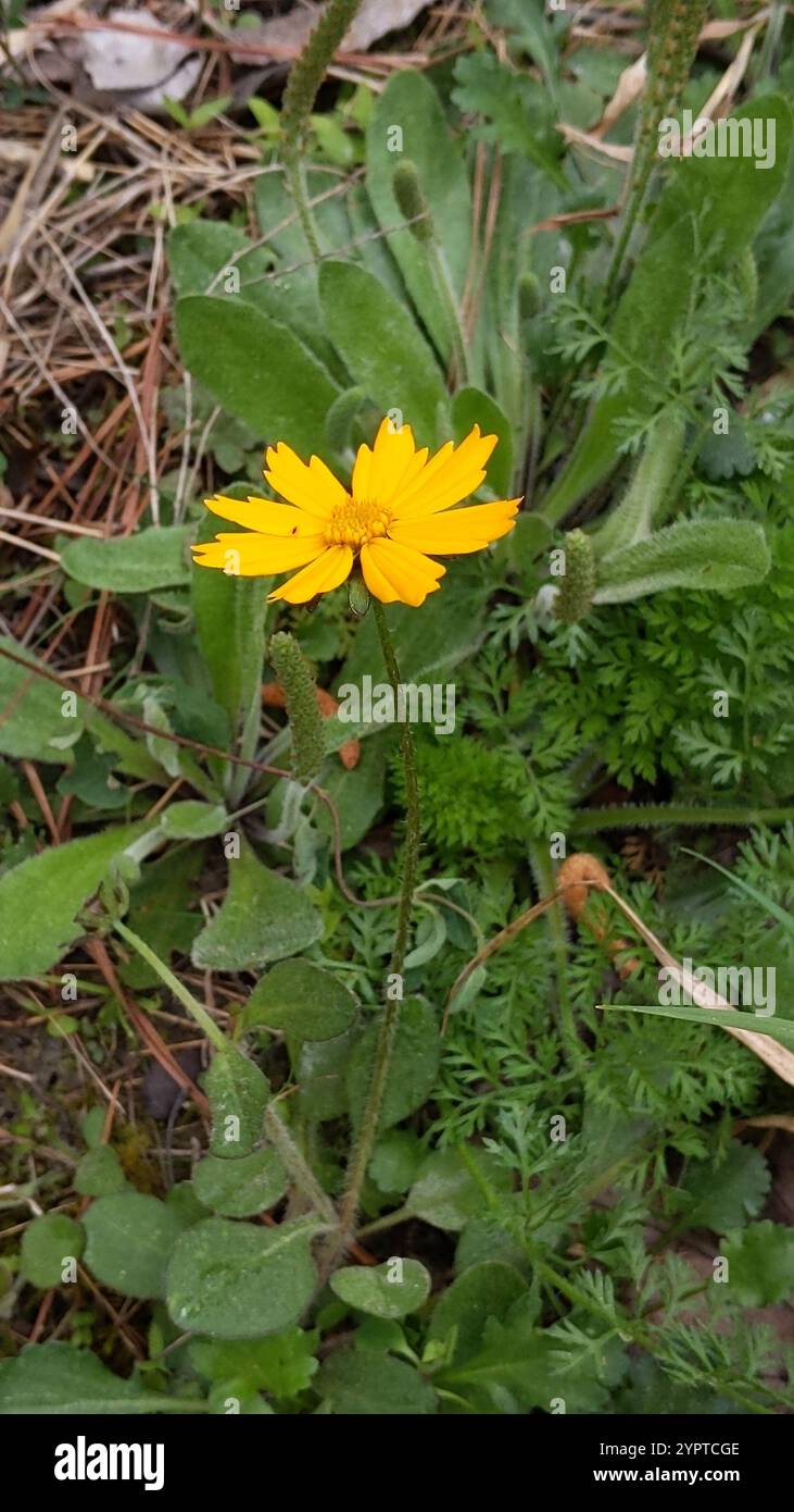 lobed coreopsis (Coreopsis auriculata Stock Photo - Alamy