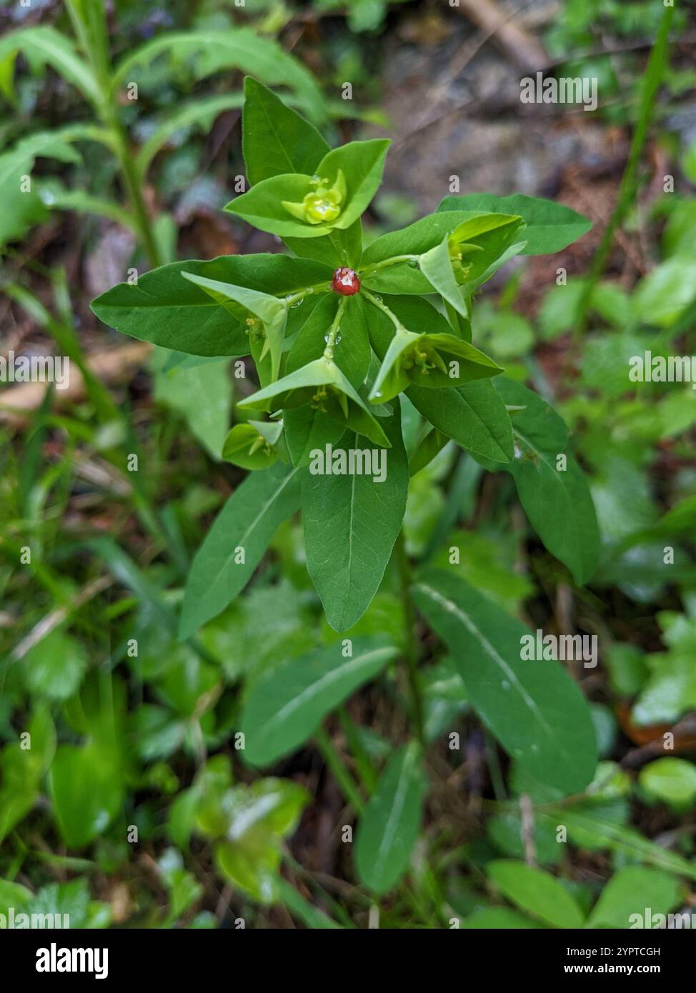 Sweet Spurge (Euphorbia dulcis Stock Photo - Alamy