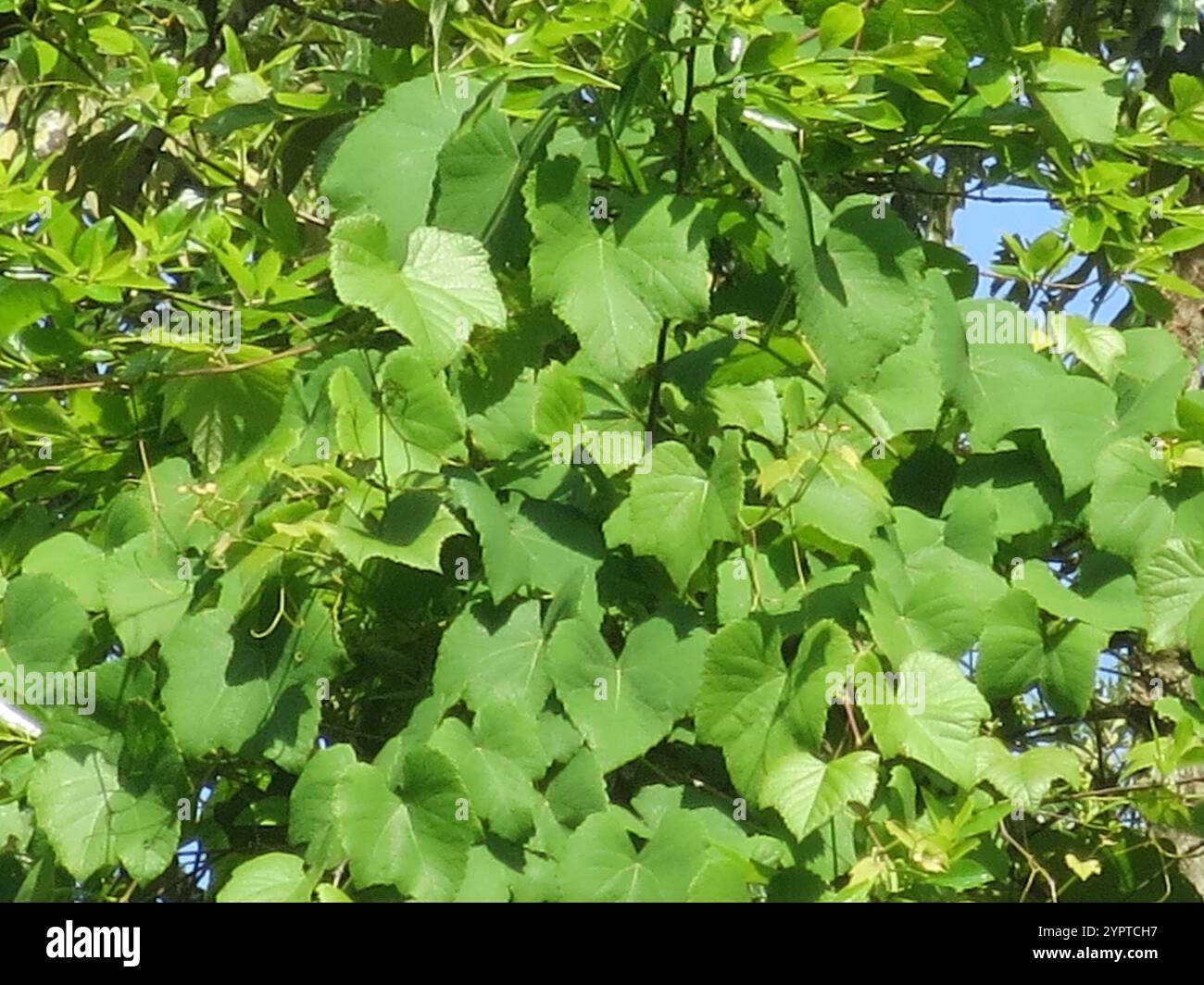 graybark grape (Vitis cinerea Stock Photo - Alamy